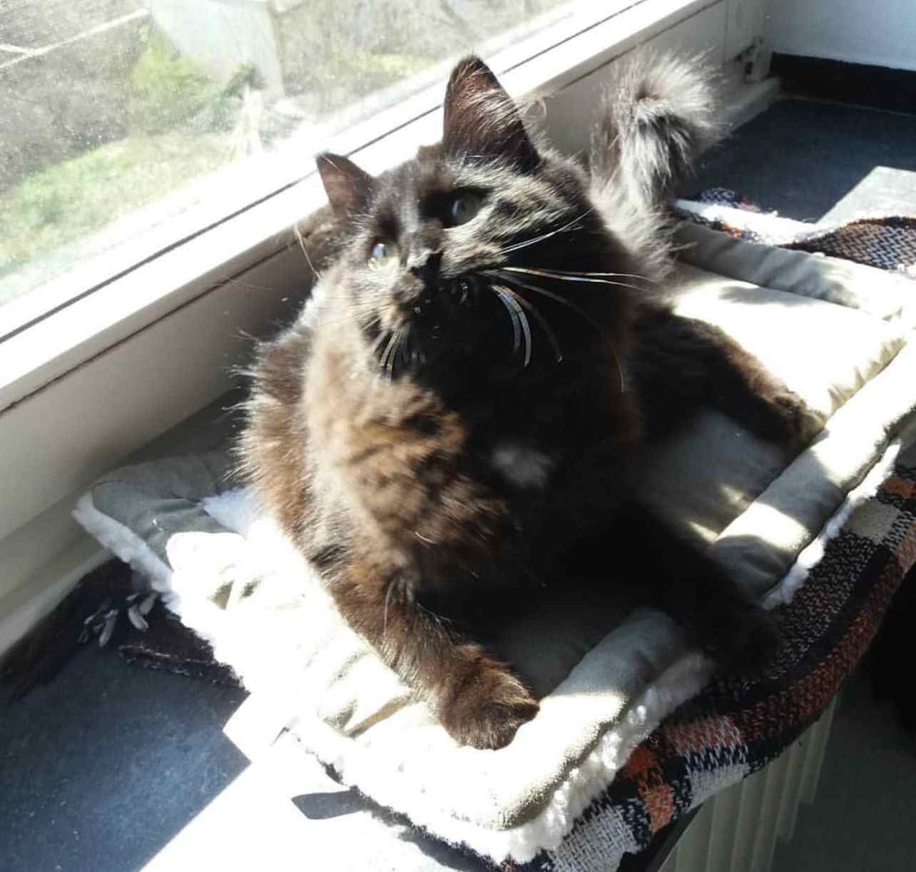 Black Ragdoll Cat: The Ultimate Guide to a Rare Beauty! - Ragdoll cute