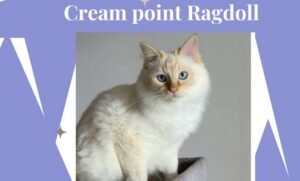 Cream Point Ragdoll: Colors & Paterns (With Pictures) - Ragdoll cute