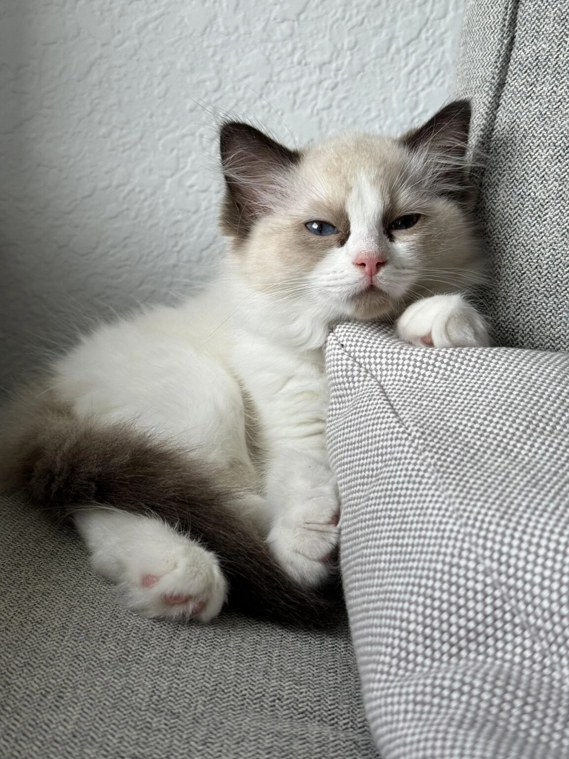 Ragdoll Color Progression: What to Expect as They Grow - Ragdoll cute