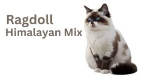 The Complete Guide To Himalayan Ragdoll Cat - Ragdoll cute