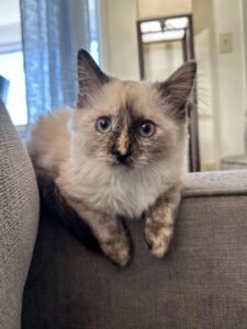 The Ultimate Guide to Tortie Ragdoll Cat - Ragdoll cute