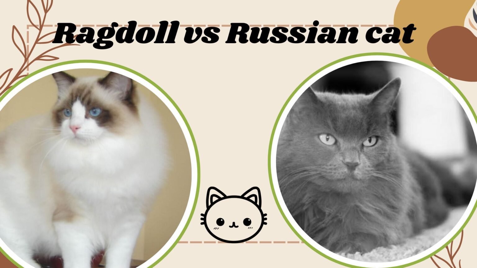 Russian Blue vs Ragdoll: What, the Differences (With Pictures ...