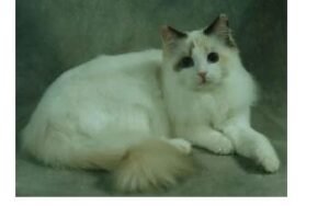 The Ultimate Guide to Tortie Ragdoll Cat - Ragdoll cute