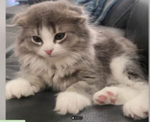 Scottish Ragdoll Fold Mix: Temperament, Care Guide & Pictures - Ragdoll ...