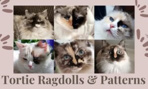 The Ultimate Guide to Tortie Ragdoll Cat - Ragdoll cute