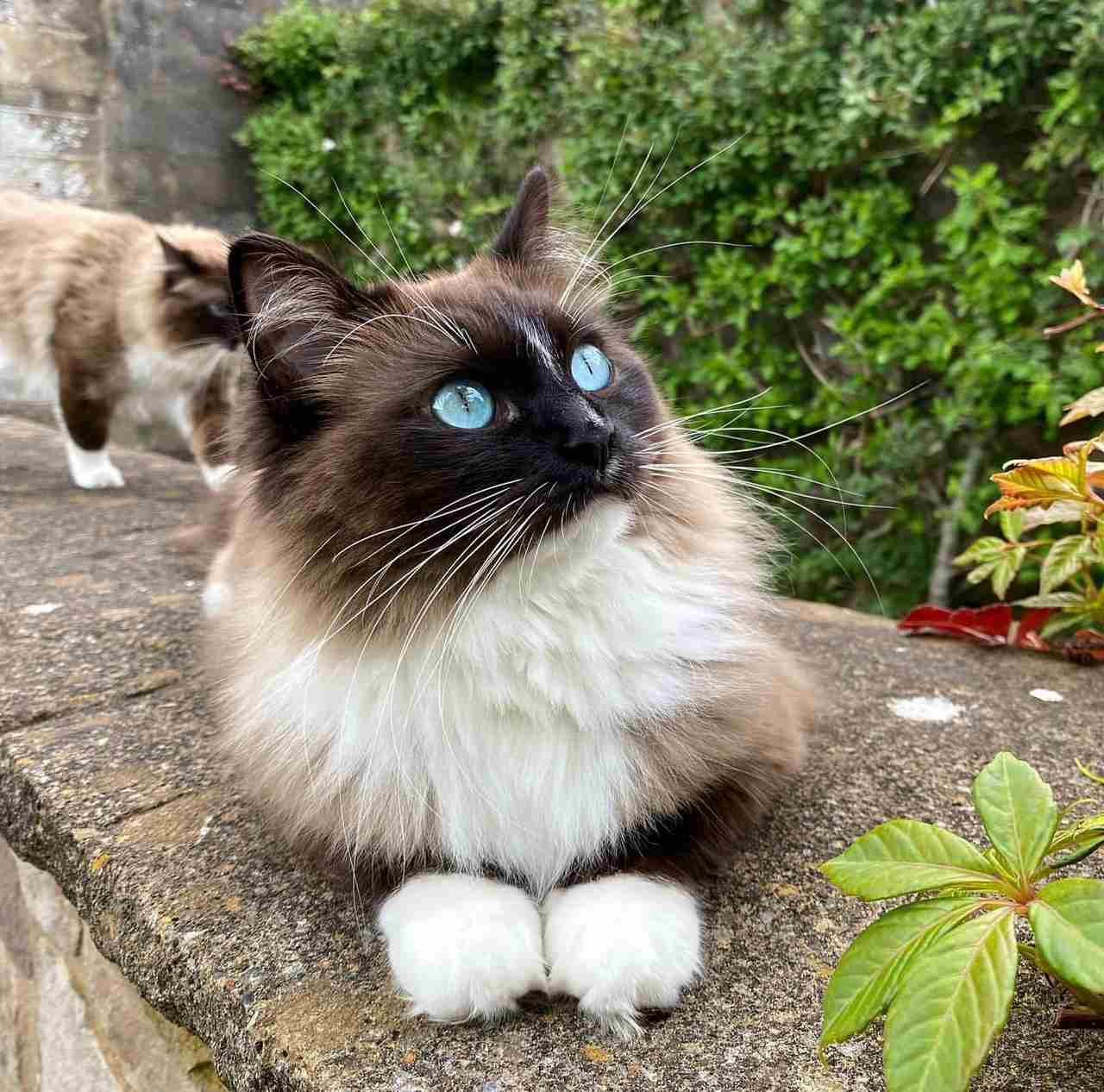 Sepia Ragdoll Cat: Traits & Personality You Must Know Before Buying ...