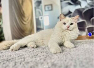 The Complete Guide to bicolor Ragdolls: Colors and Patterns! - Ragdoll cute